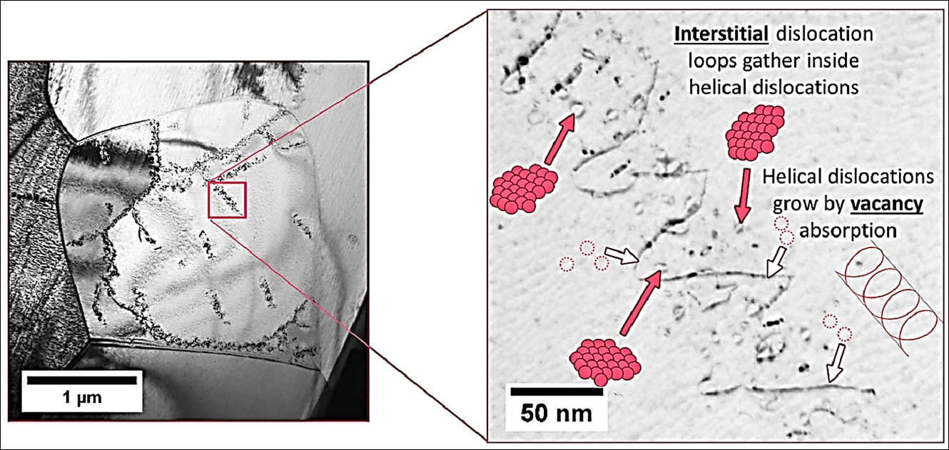Helical Dislocations: Observation of vacancy defect bias of screw ...