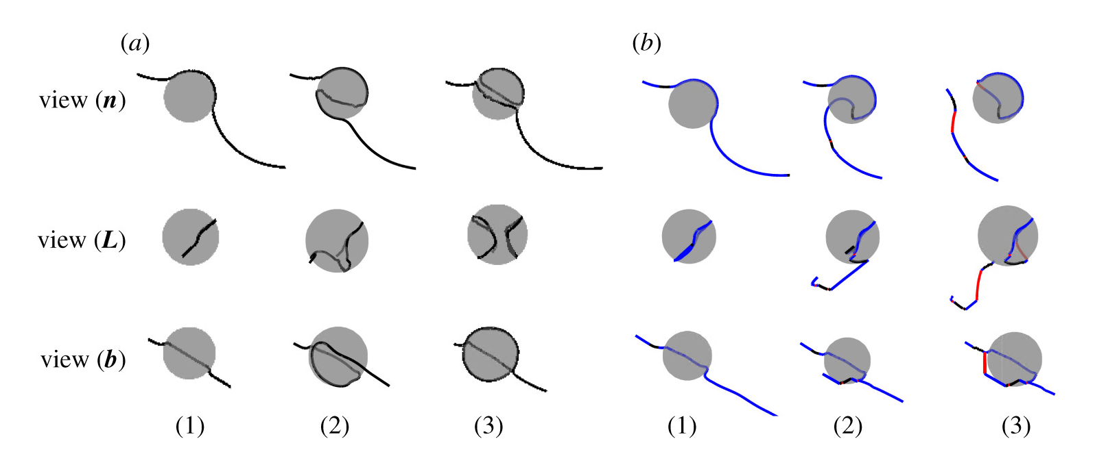 Dislocation dynamics modelling of the creep behaviour of particle ...